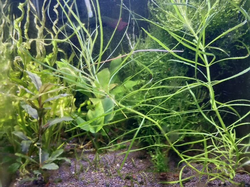 Растения в аквариум