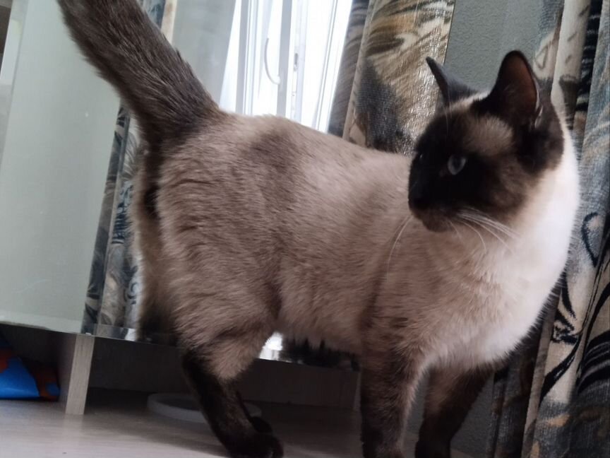 Кот юный
