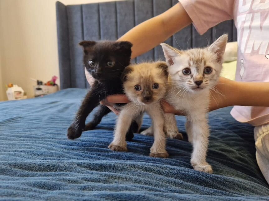 Котята в добрые руки