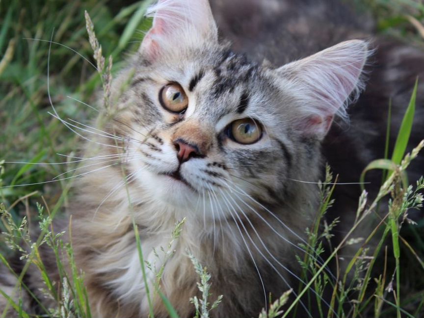 Сибирский котик красивого окраса
