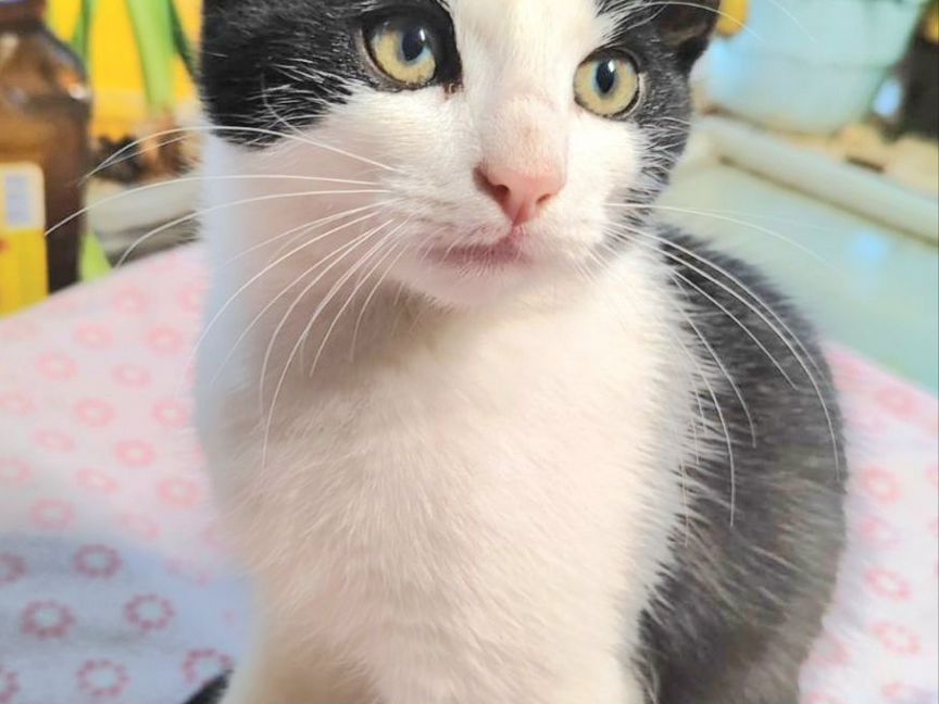 Котенку мальчику очень нужен дом