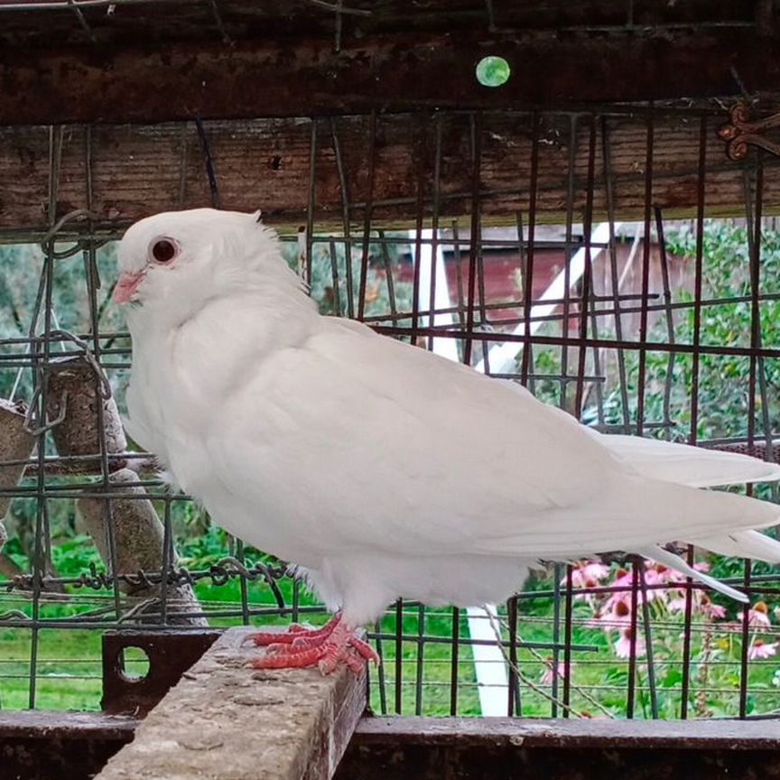 Бантастая голубка