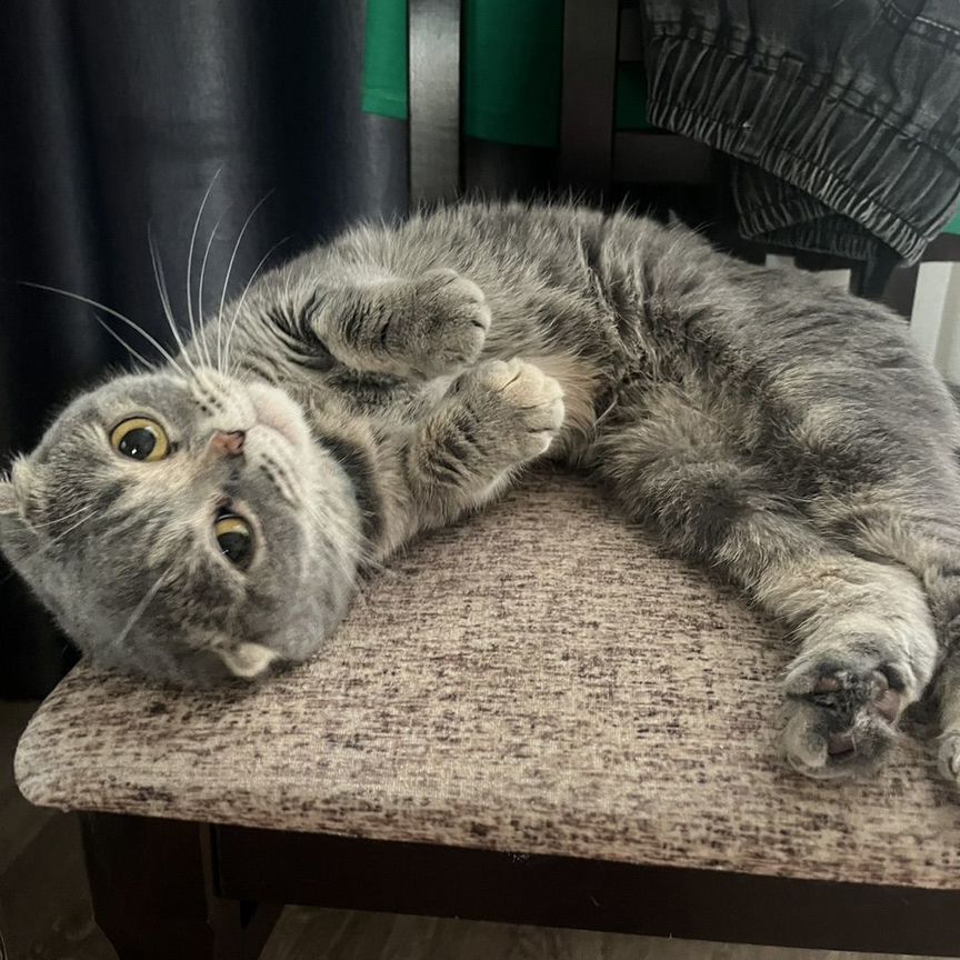 Чистокровная вислоухая кошка