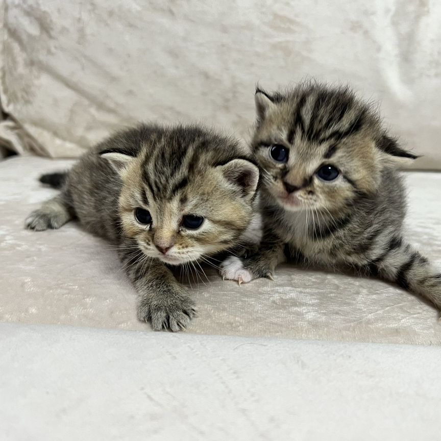 Шотландские котята
