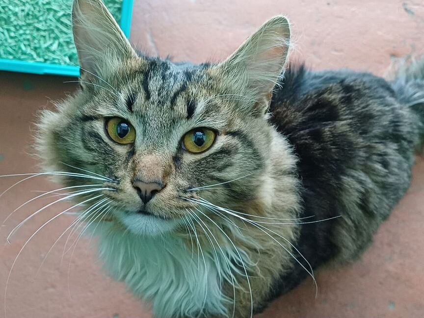 Котик в добрые руки