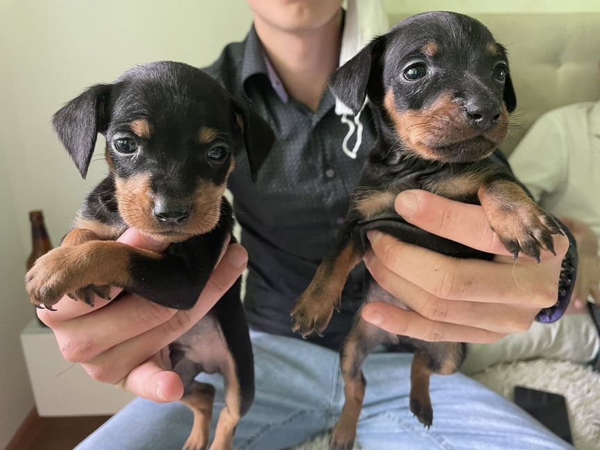 Щенки цвергпинчера