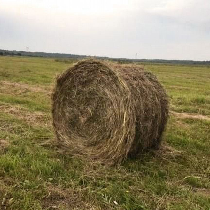Сено в рулонах