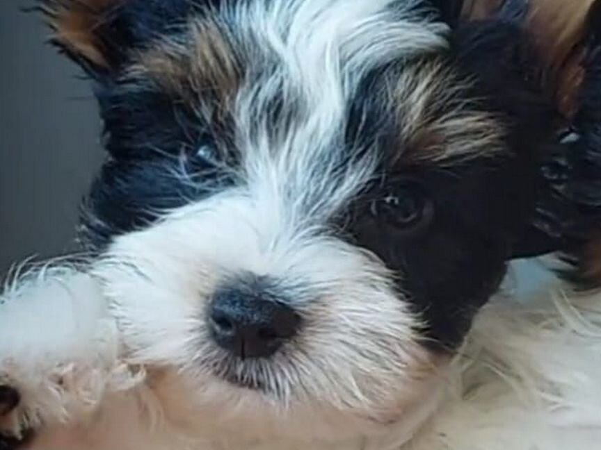 Бивер красивые щенки