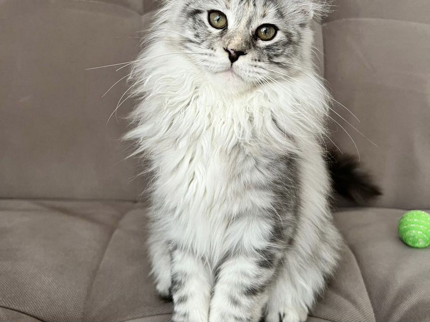 Мейн-кун кошка