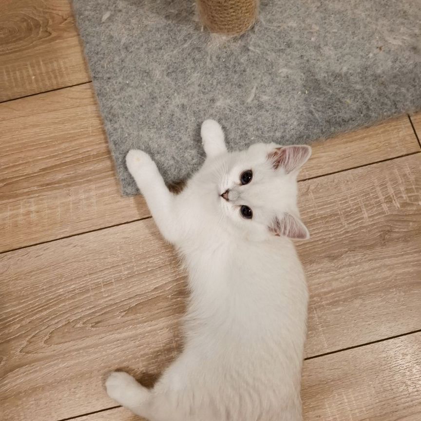 Кошечка британской шиншиллы