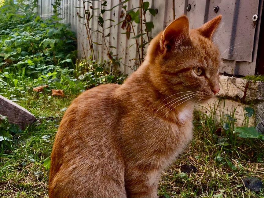 Котята в добрые руки бесплатно