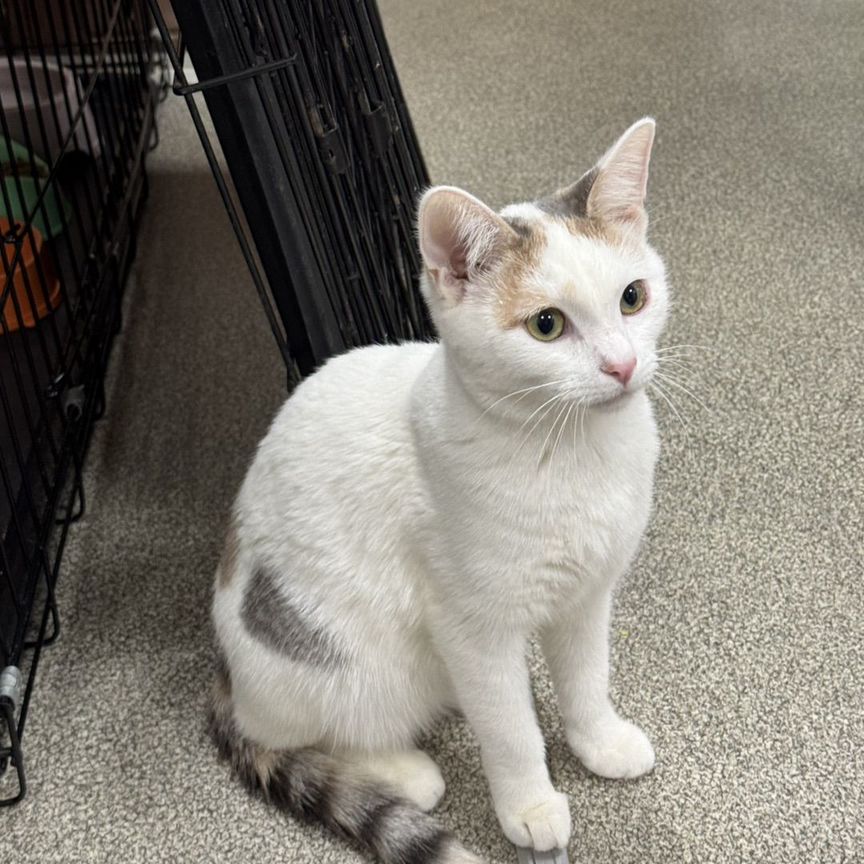 Котейка девочка 4 мес