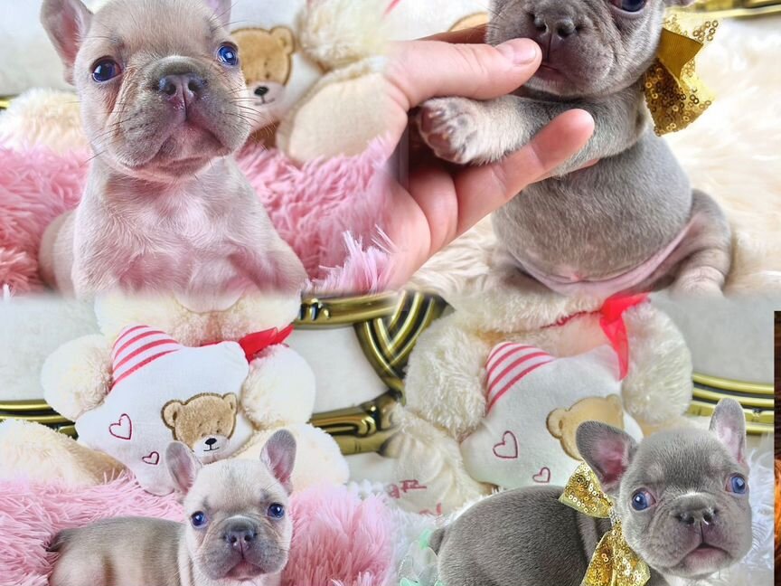 Французский бульдог