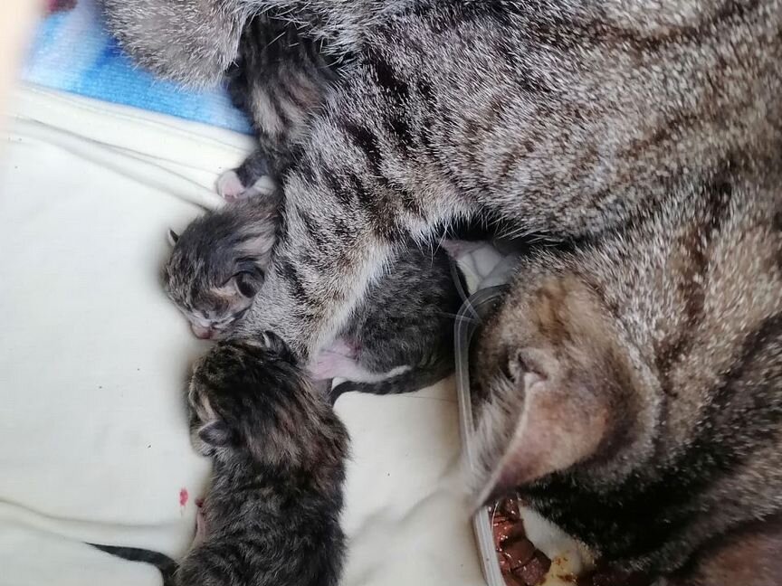 Кошка с котятам
