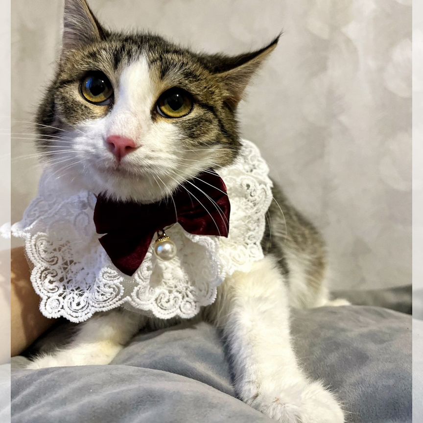 Котёнок от частного владельца