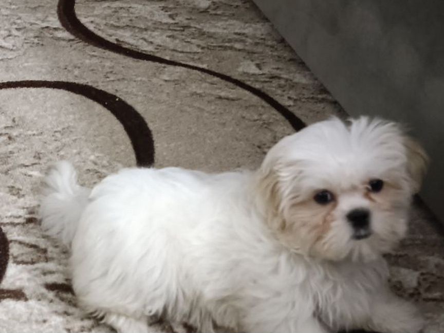 Мальтийская болонка девочка