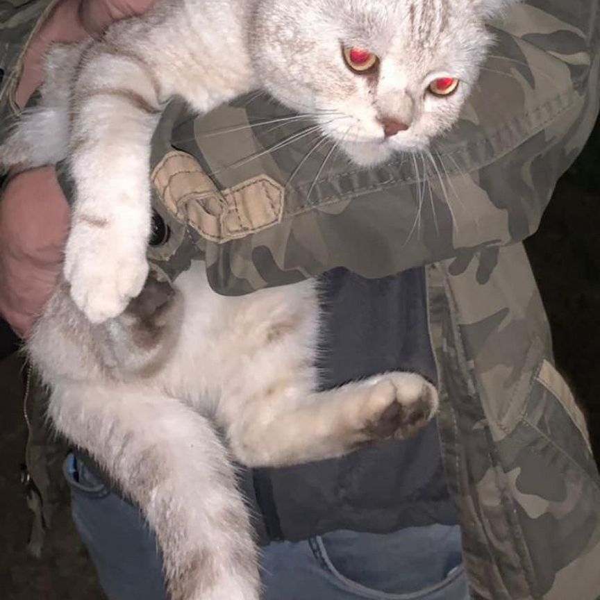 Британский котик брошен на даче