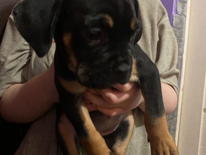 Щенки кане корсо