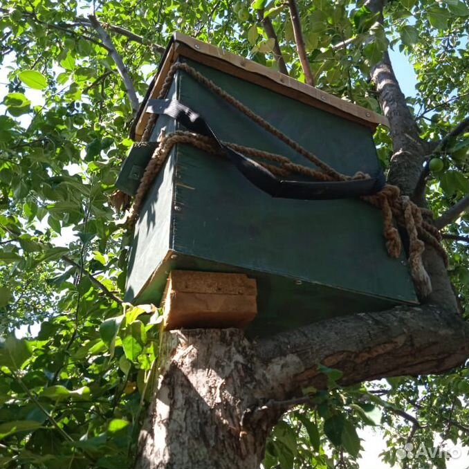 Пчелы среднерусской породы с ящиком