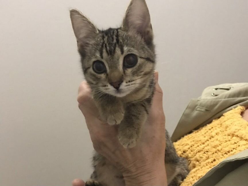 Котята в добрые руки, 3.5 мес. Мальчик и девочка