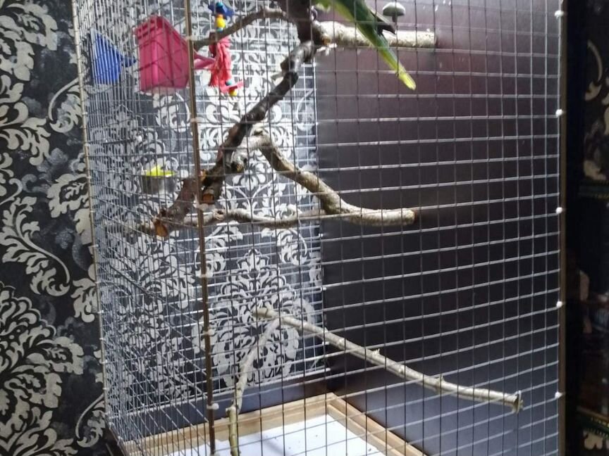 Александрийский попугай