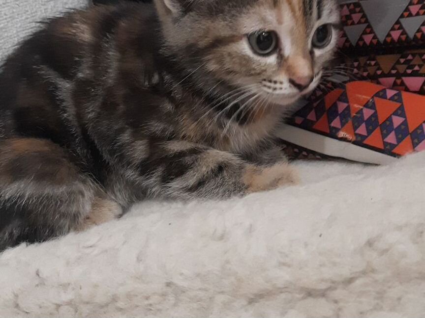 Котик в добрые руки (это девочка)