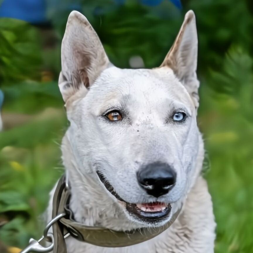 Американский питбультерьер, взрослая собака