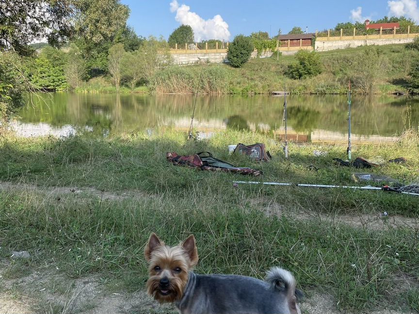 Вязка иорширский терьер