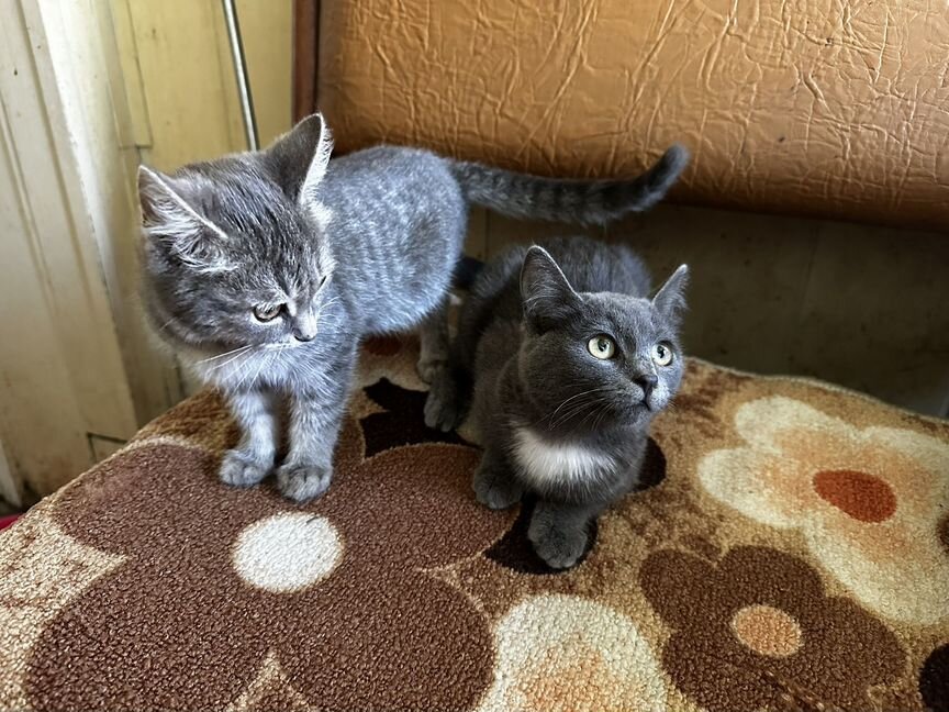 Кошечка и котик