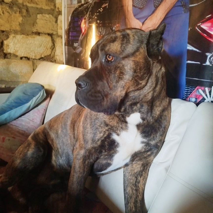 Кабель Кане Корса