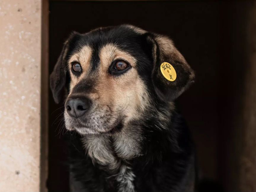 Собака Зайка