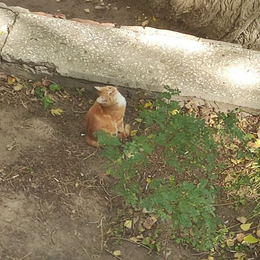 Рыжее счастье в дом