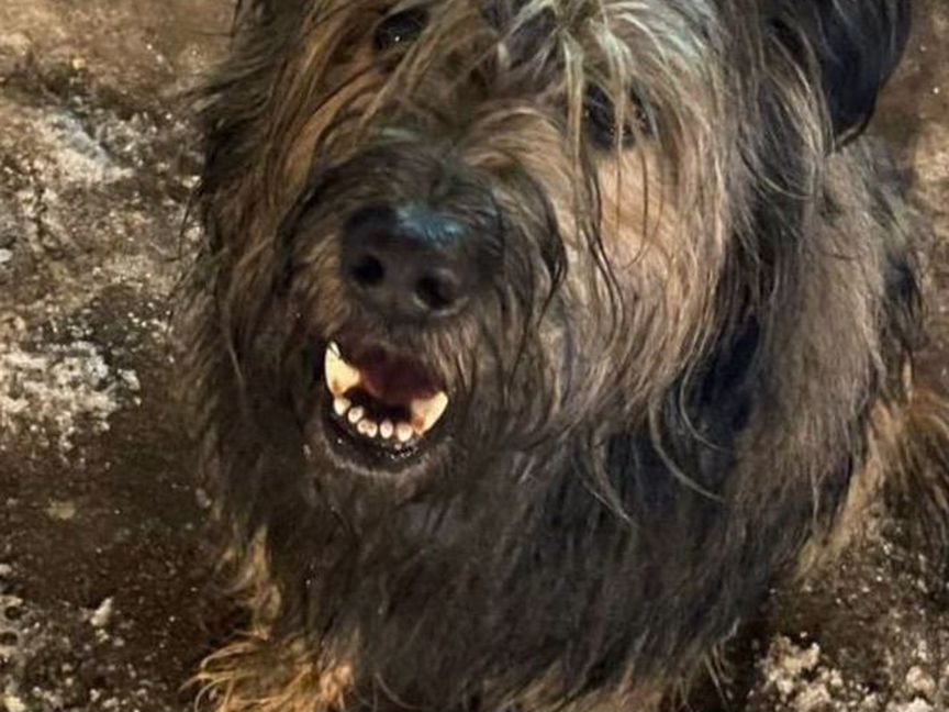 Пес Бриар в добрые руки