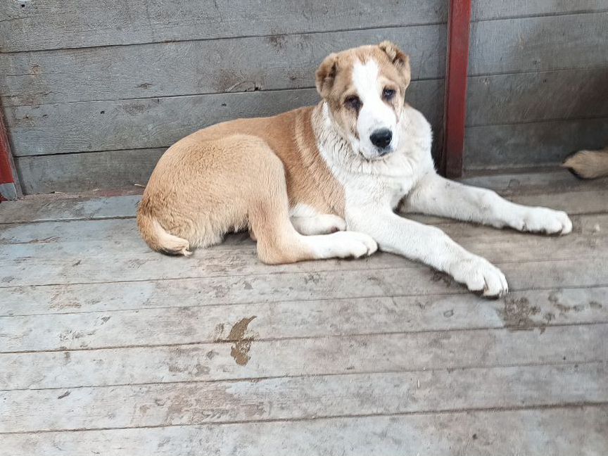 Среднеазиатская овчарка алабай щенки