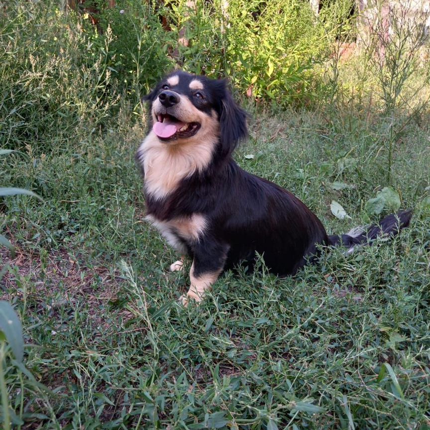 Собака в добрые руки