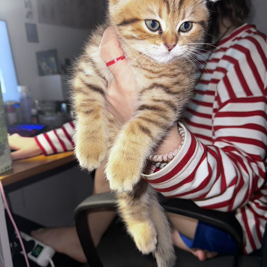 Золотая вислоухая британская шиншилла