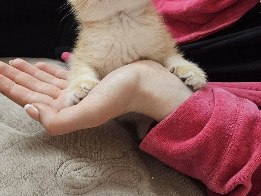 Котик золотая шиншилла
