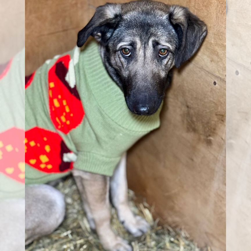 Взрослая собака в добрые руки