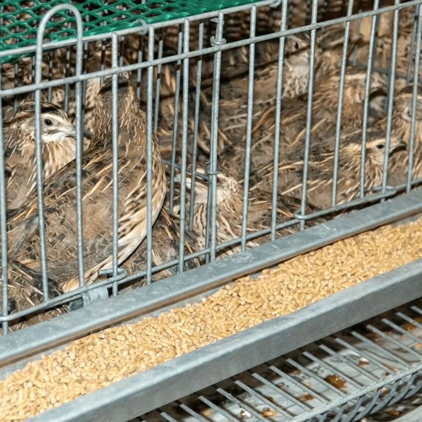 Перепела разные породы