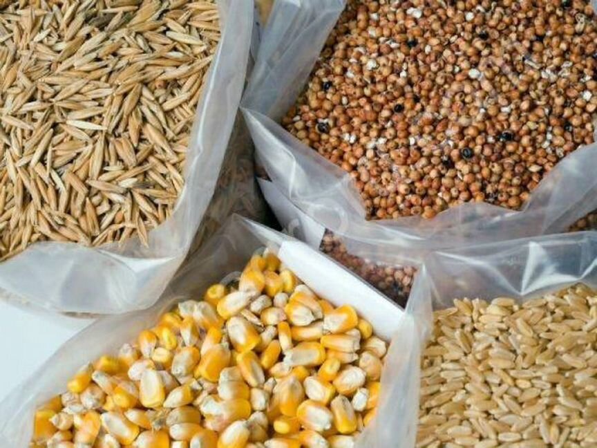 Зерно овес ячмень пшеница кукуруза