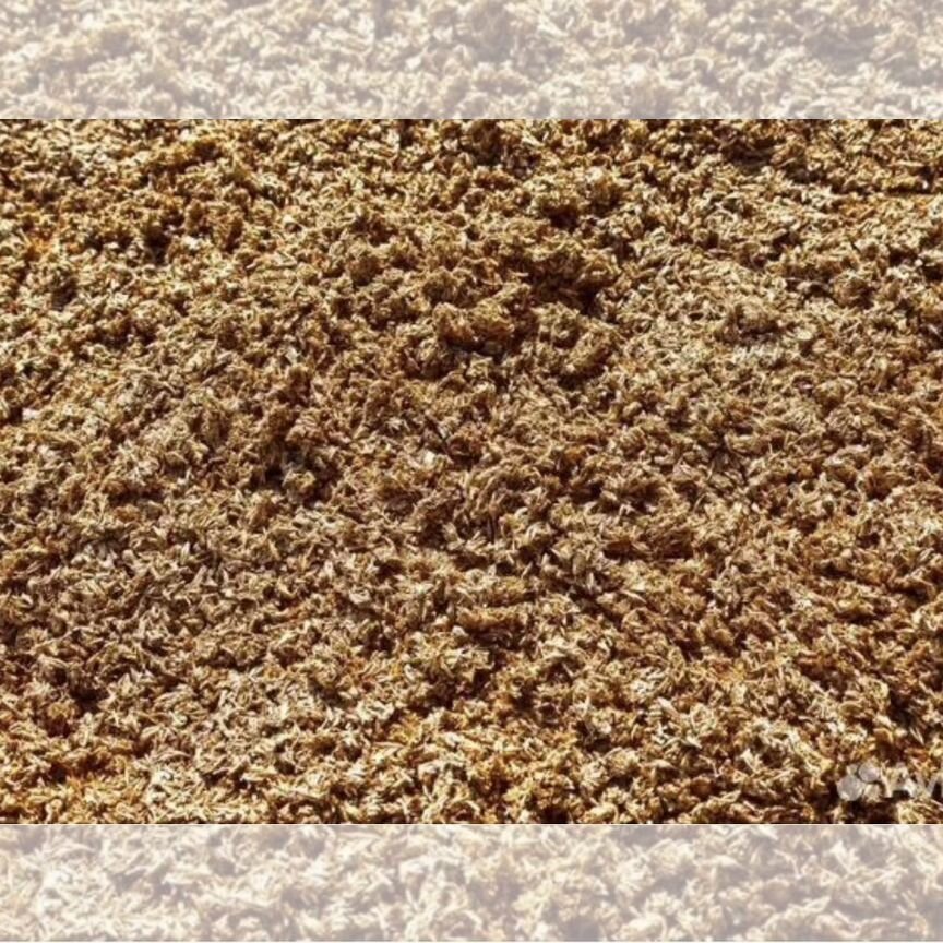 Пивная дробина влажная