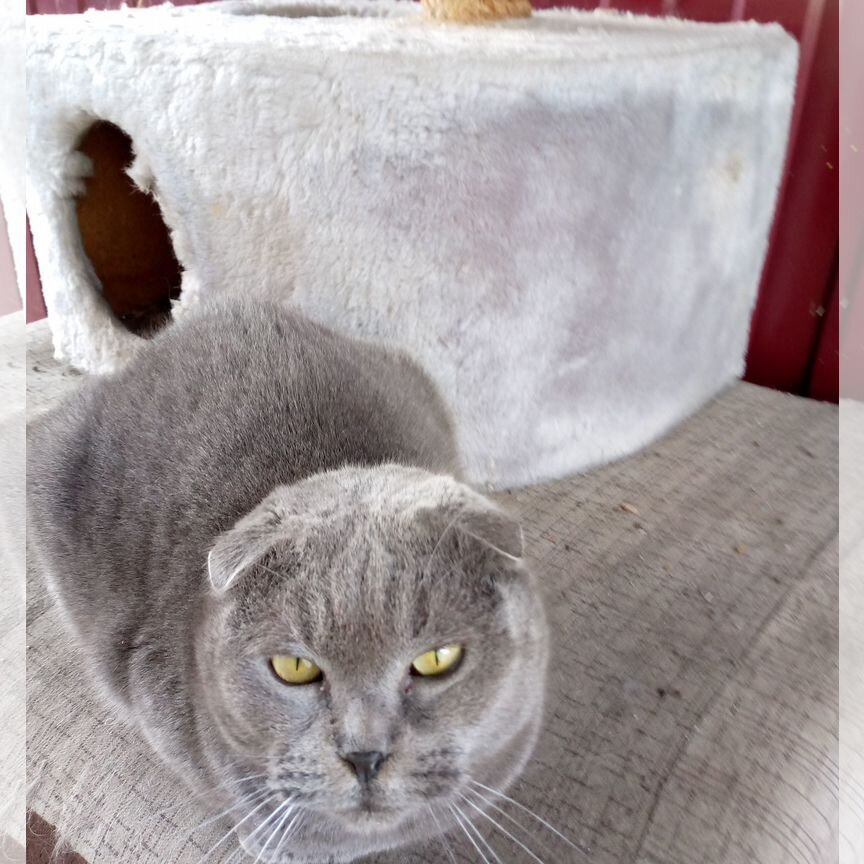 Кошки в добрые руки