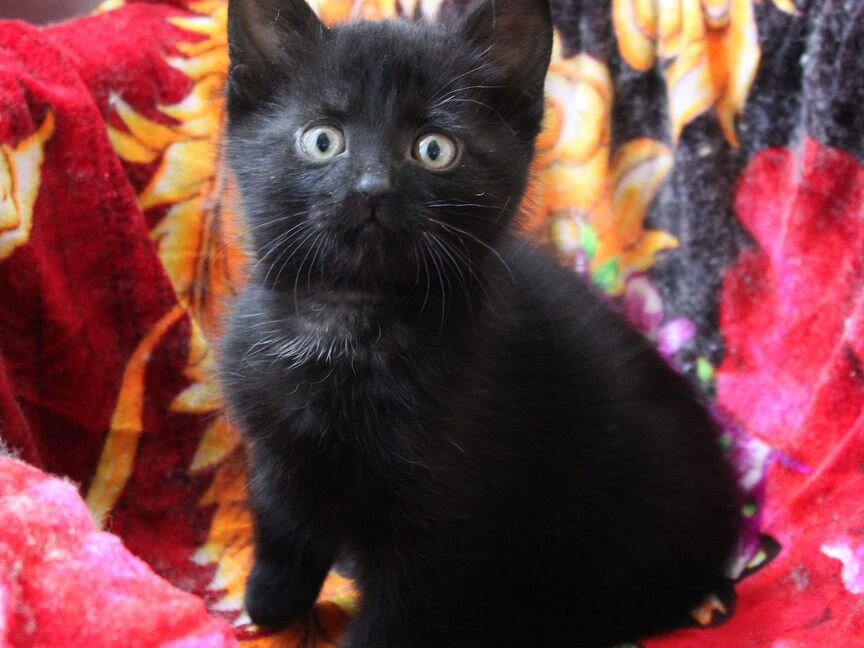 Черная пантерка ищет дом