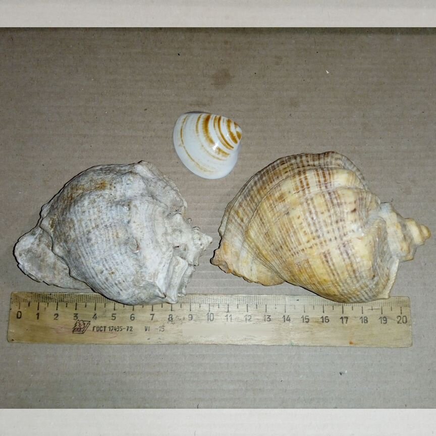 Морские раковины набором на снимке