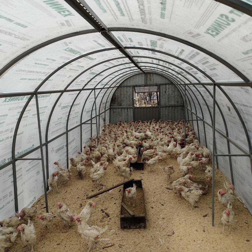 Куры несушки старка