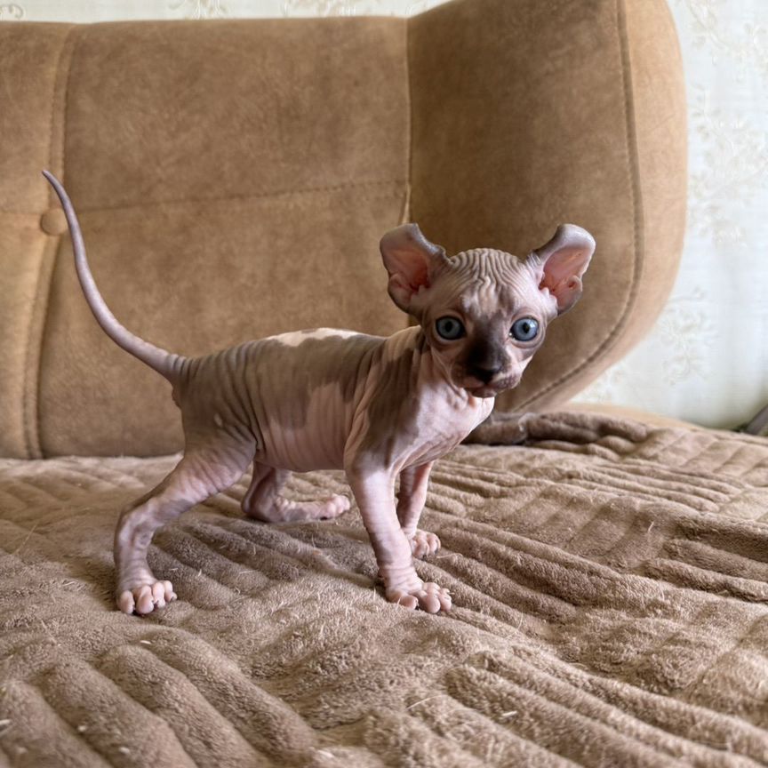 Кошечка канадского эльфа