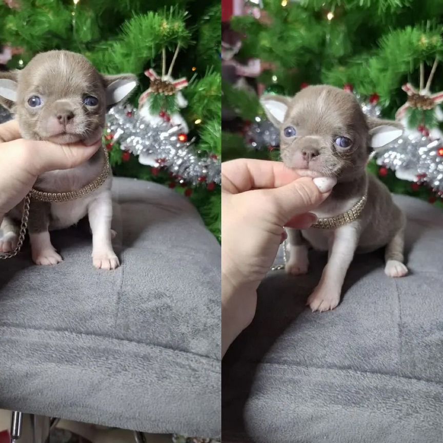 Чихуахуа, щенок