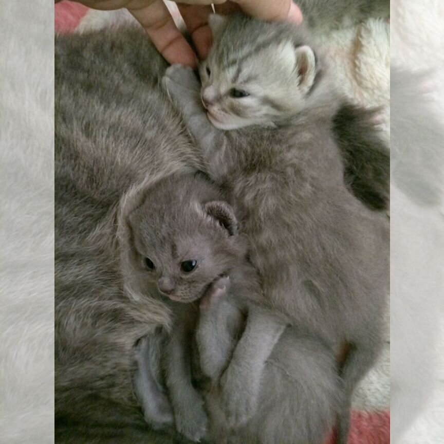 Шатланские котята