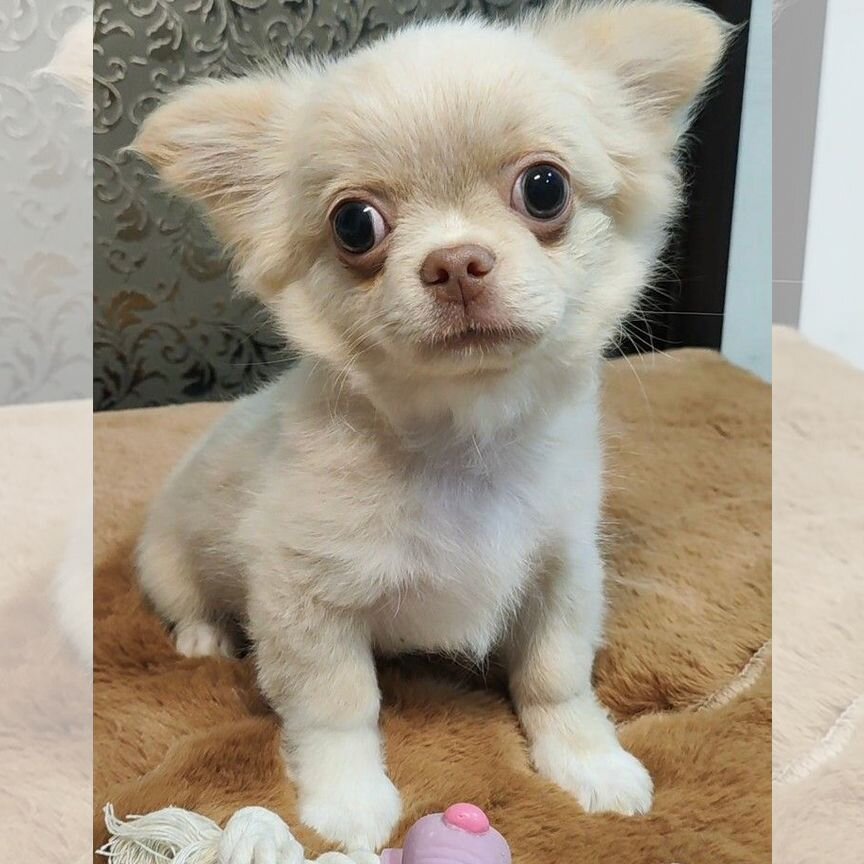 Чихуахуа, щенок