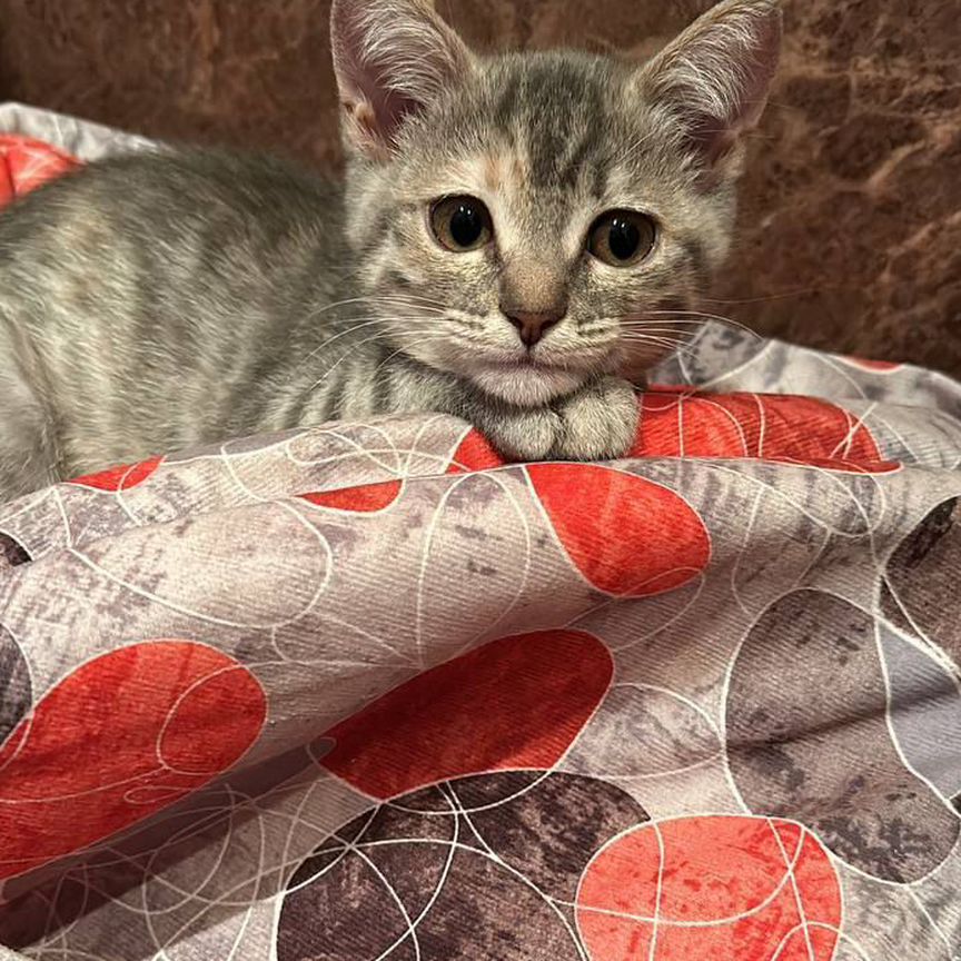 Котята в добрые руки бесплатно